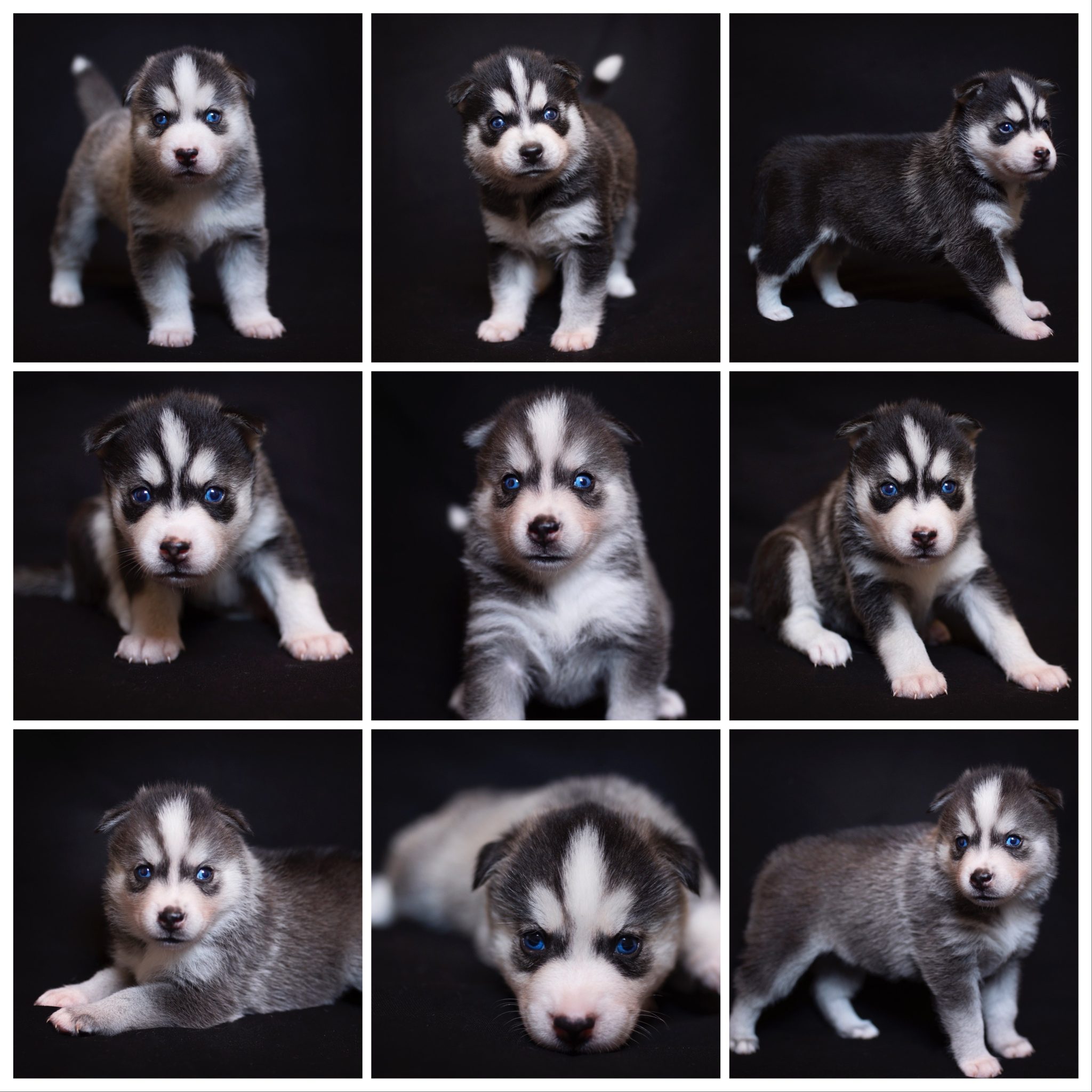 GALERIE PHOTO - Elevage de Pomsky - Réservation de chiots Pomsky ...