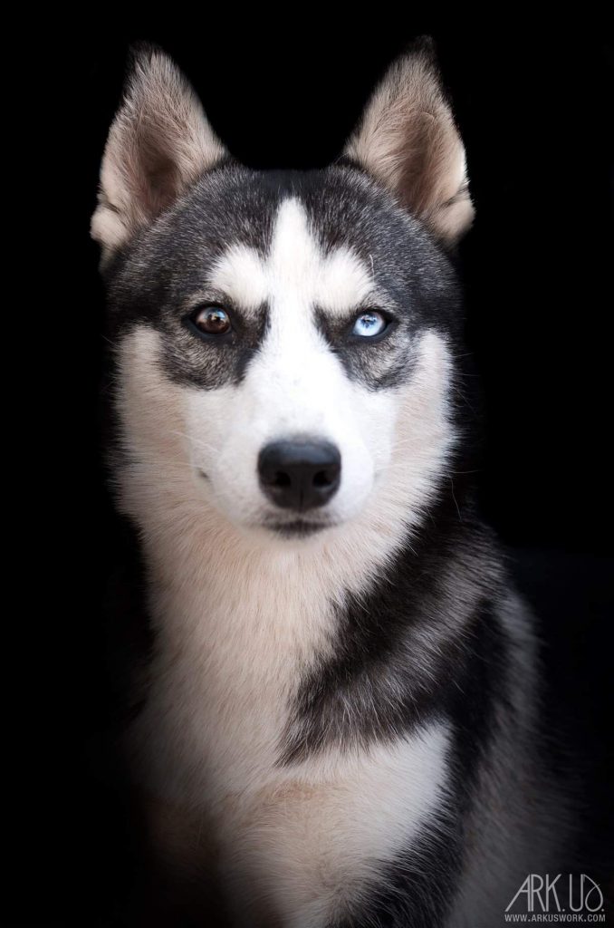 FEMELLES POMSKY - Elevage de Pomsky - Réservation de chiens Pomsky ...