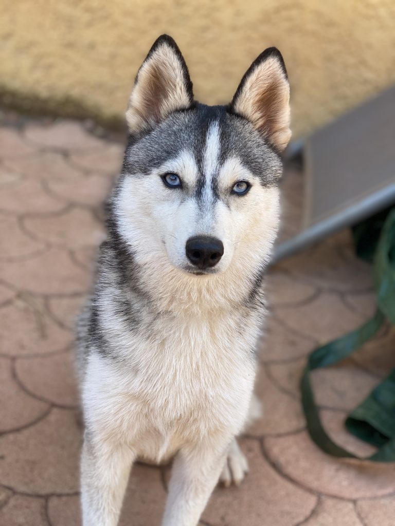 FEMELLES POMSKY - Elevage de Pomsky - Réservation de chiens Pomsky ...