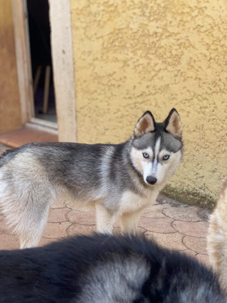 FEMELLES POMSKY - Elevage de Pomsky - Réservation de chiens Pomsky ...