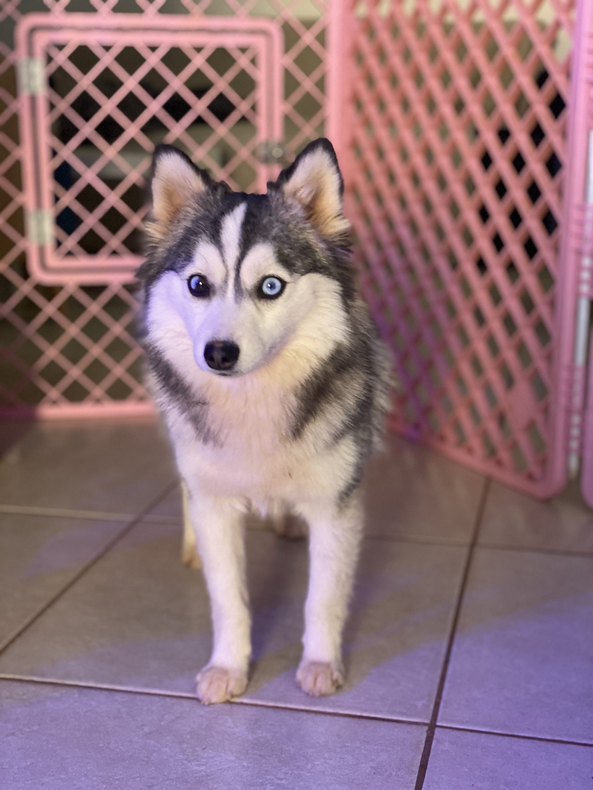 GALERIE PHOTO - Elevage de Pomsky - Réservation de chiens Pomsky ...