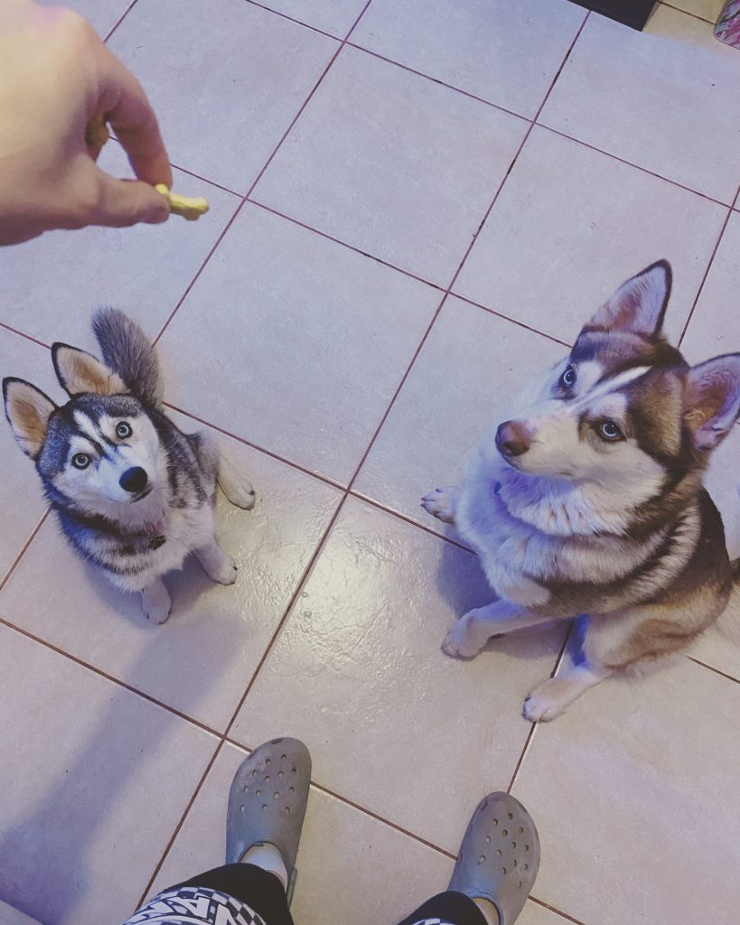 FEMELLES POMSKY - Elevage de Pomsky - Réservation de chiens Pomsky ...