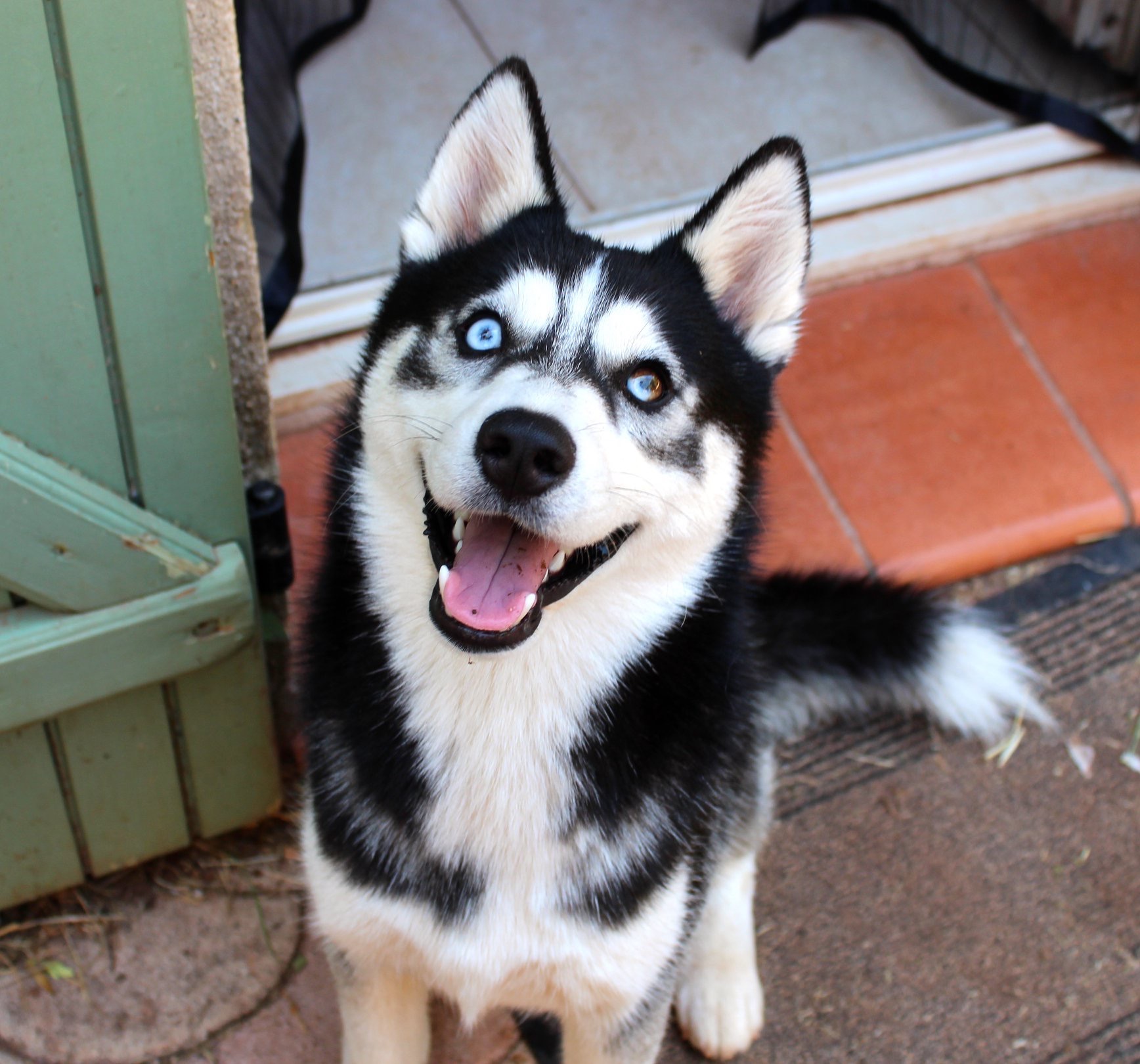 GALERIE PHOTO - Elevage de Pomsky - Réservation de chiens Pomsky ...