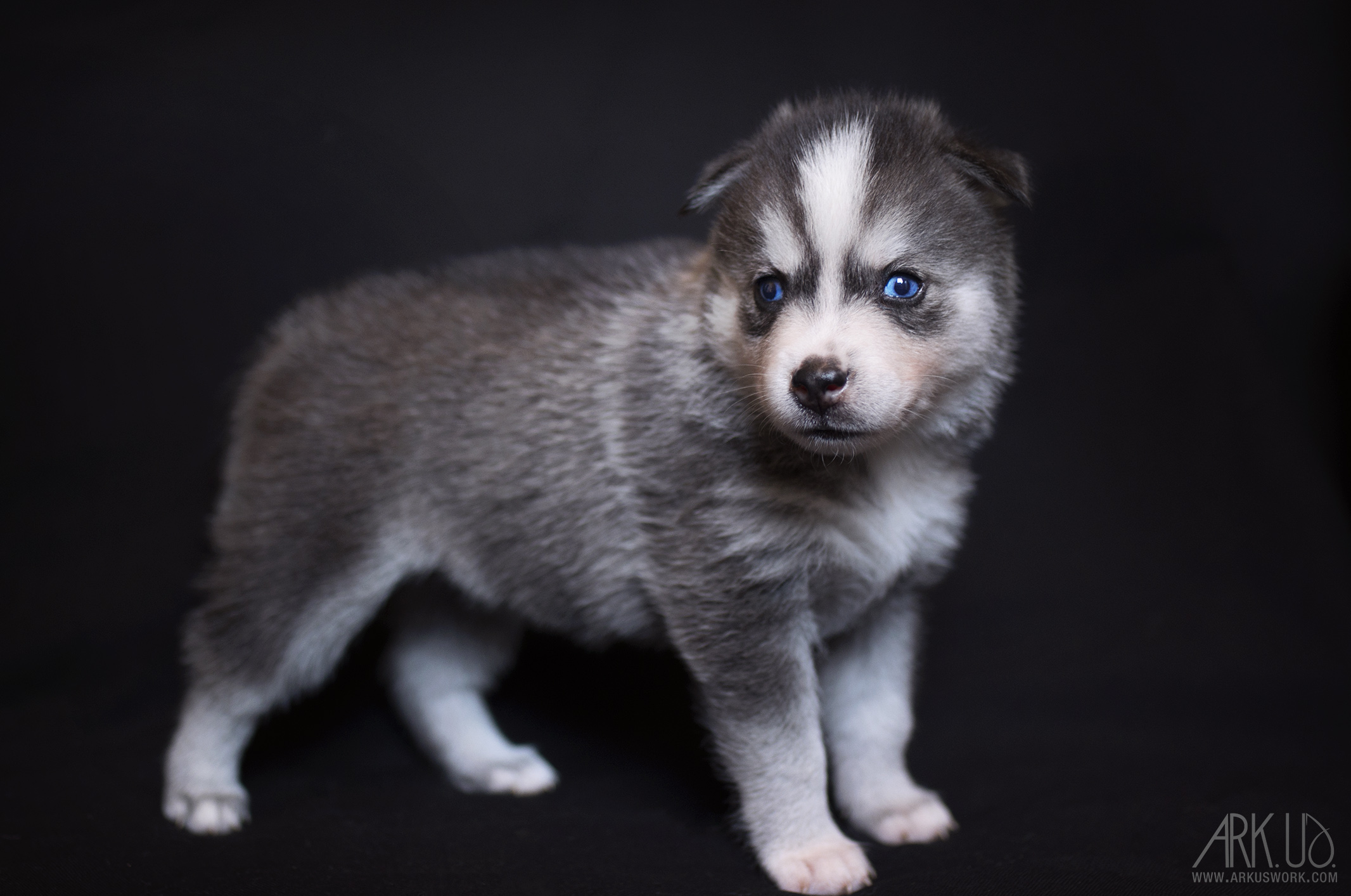 GALERIE PHOTO - Elevage de Pomsky - Réservation de chiens Pomsky ...
