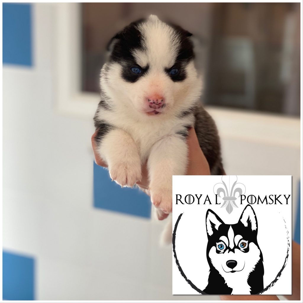 chiots disponibles - Elevage de Pomsky - Réservation de chiens Pomsky ...