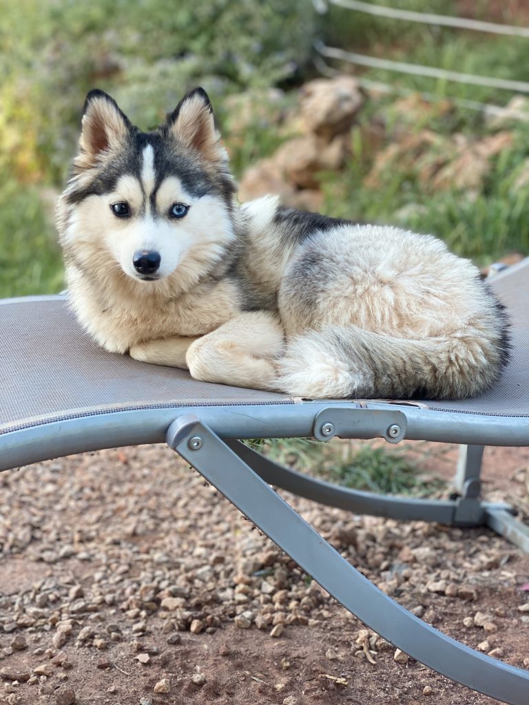 FEMELLES POMSKY - Elevage de Pomsky - Réservation de chiens Pomsky ...