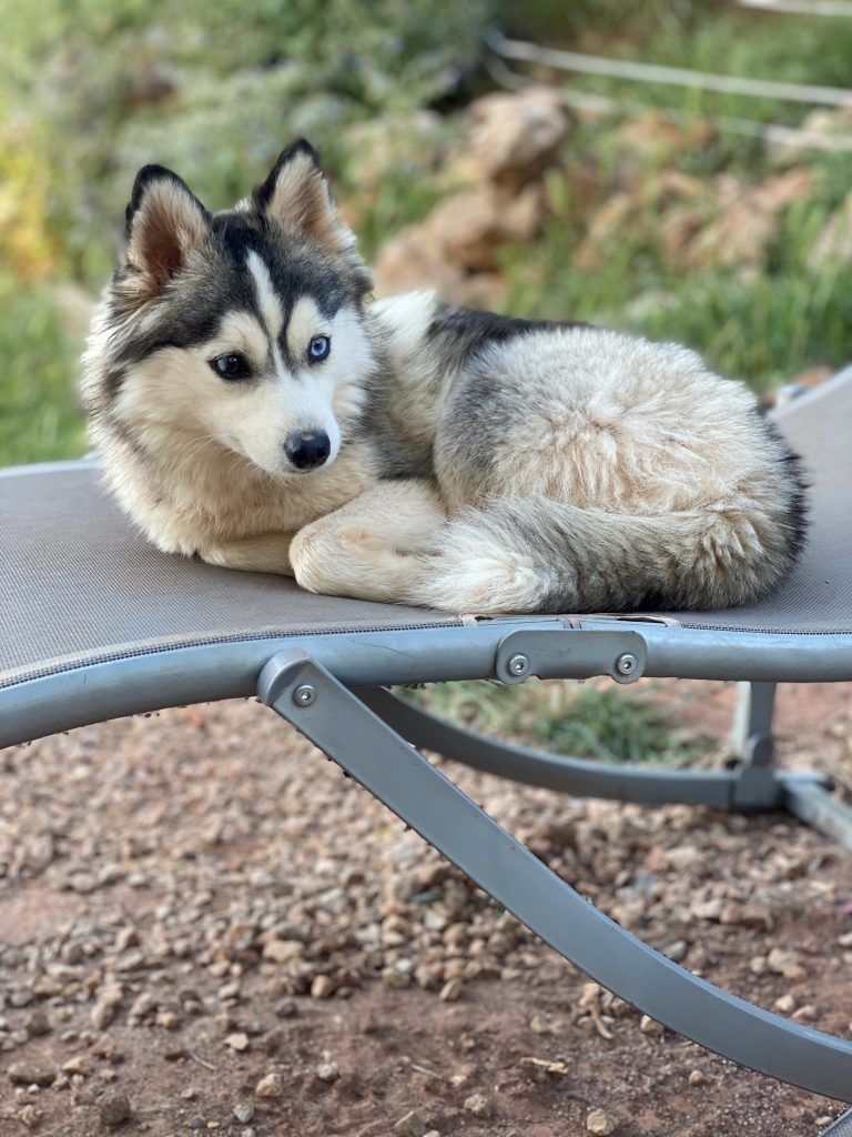 FEMELLES POMSKY - Elevage de Pomsky - Réservation de chiens Pomsky ...