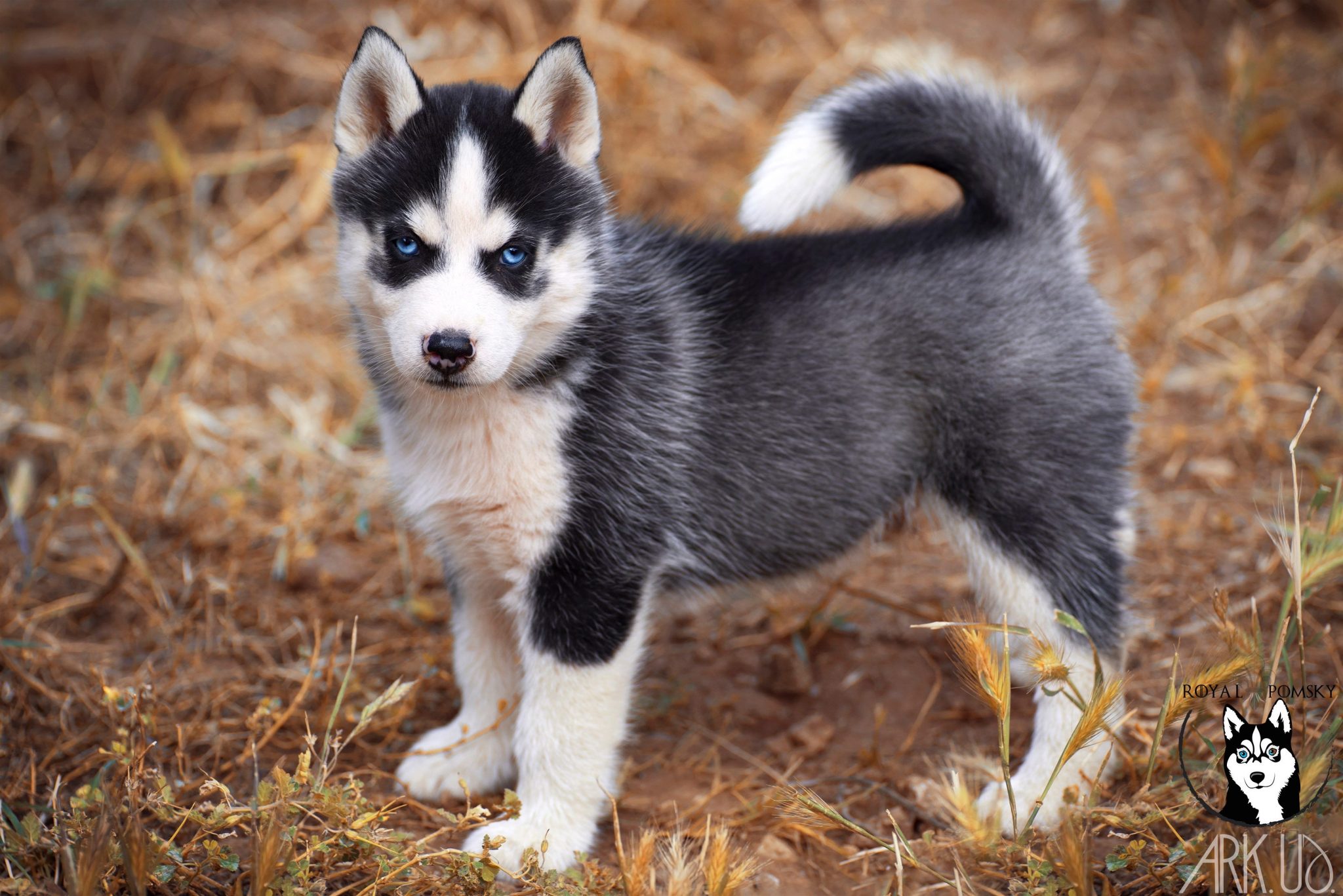 GALERIE PHOTO - Elevage de Pomsky - Réservation de chiens Pomsky ...