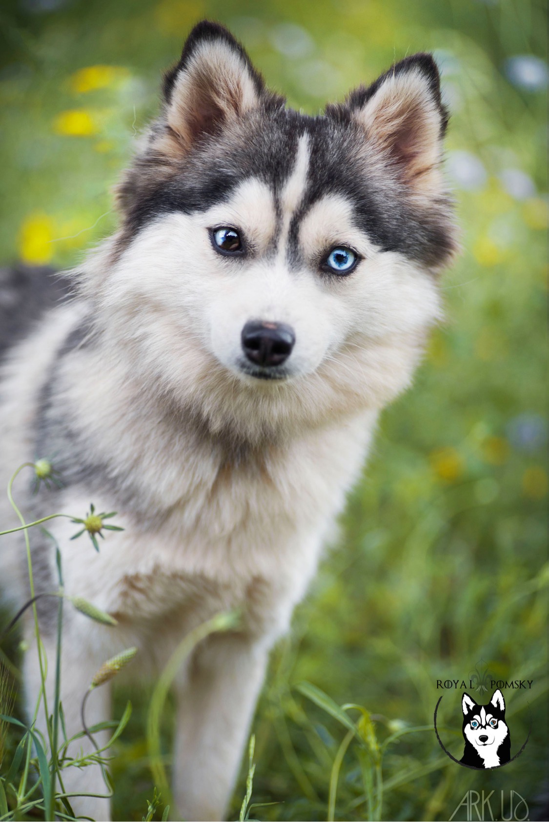 NOS POMSKY - Elevage de Pomsky - Réservation de chiots Pomsky - Royal ...