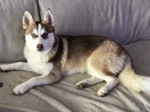 Pomsky F1, F2, F3, C'est quoi? - Elevage de Pomsky - Réservation de ...