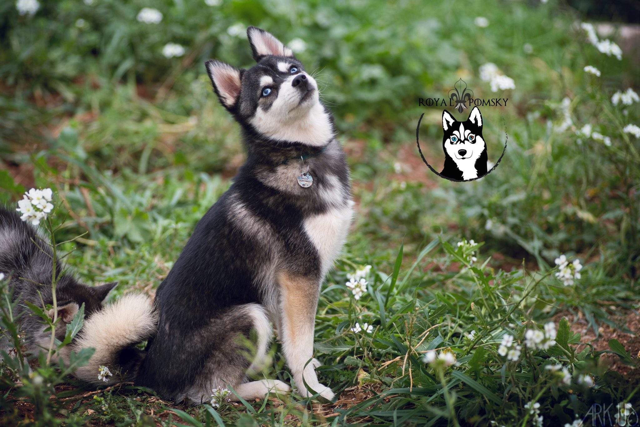 GALERIE PHOTO - Elevage de Pomsky - Réservation de chiots Pomsky ...