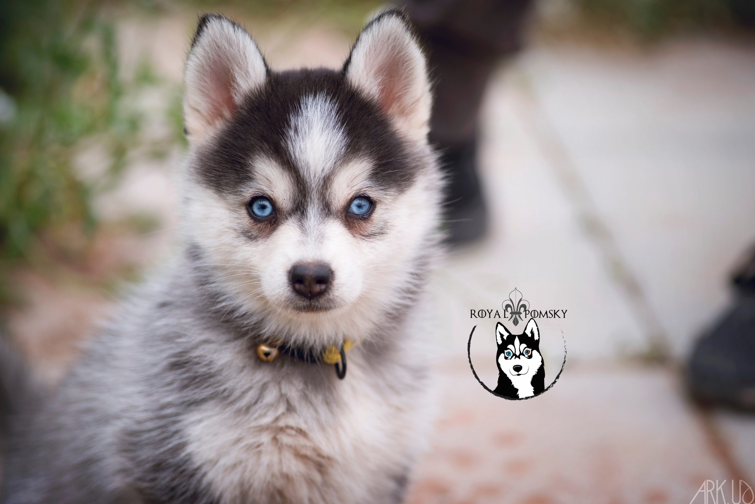 FEMELLES POMSKY - Elevage de Pomsky - Réservation de chiens Pomsky ...