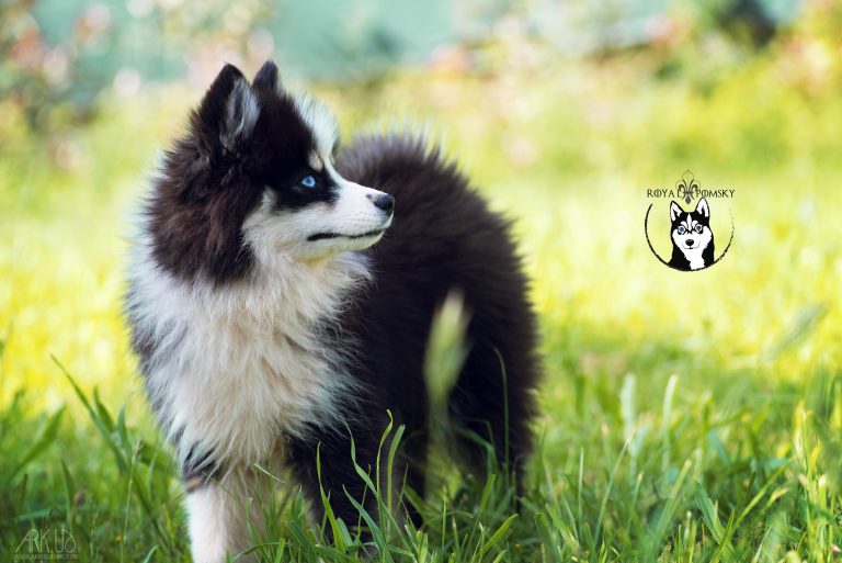 Le Pomsky : Taille, Caractère, Prix, origine, ou se procurer un Pomsky ...