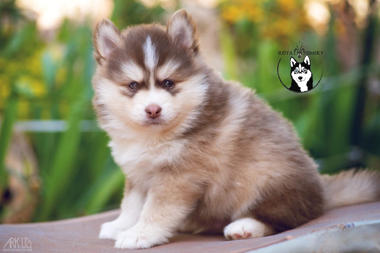 🐺ELEVAGE DE POMSKY - Royal POMSKY 👑 Elevage de Pomsky - Réservation de ...