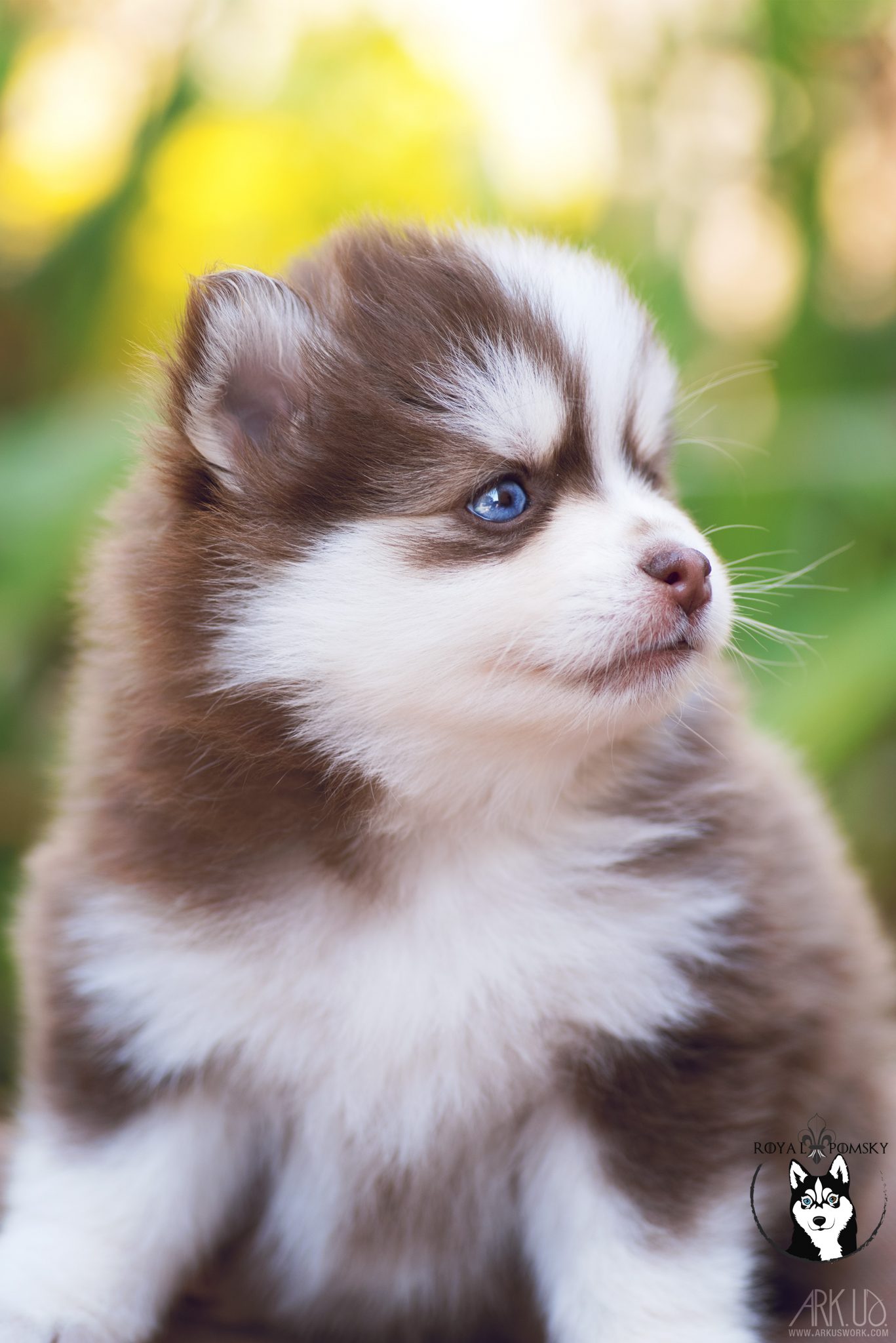 Le Pomsky : Taille, Caractère, Prix, origine, ou se procurer un Pomsky ...