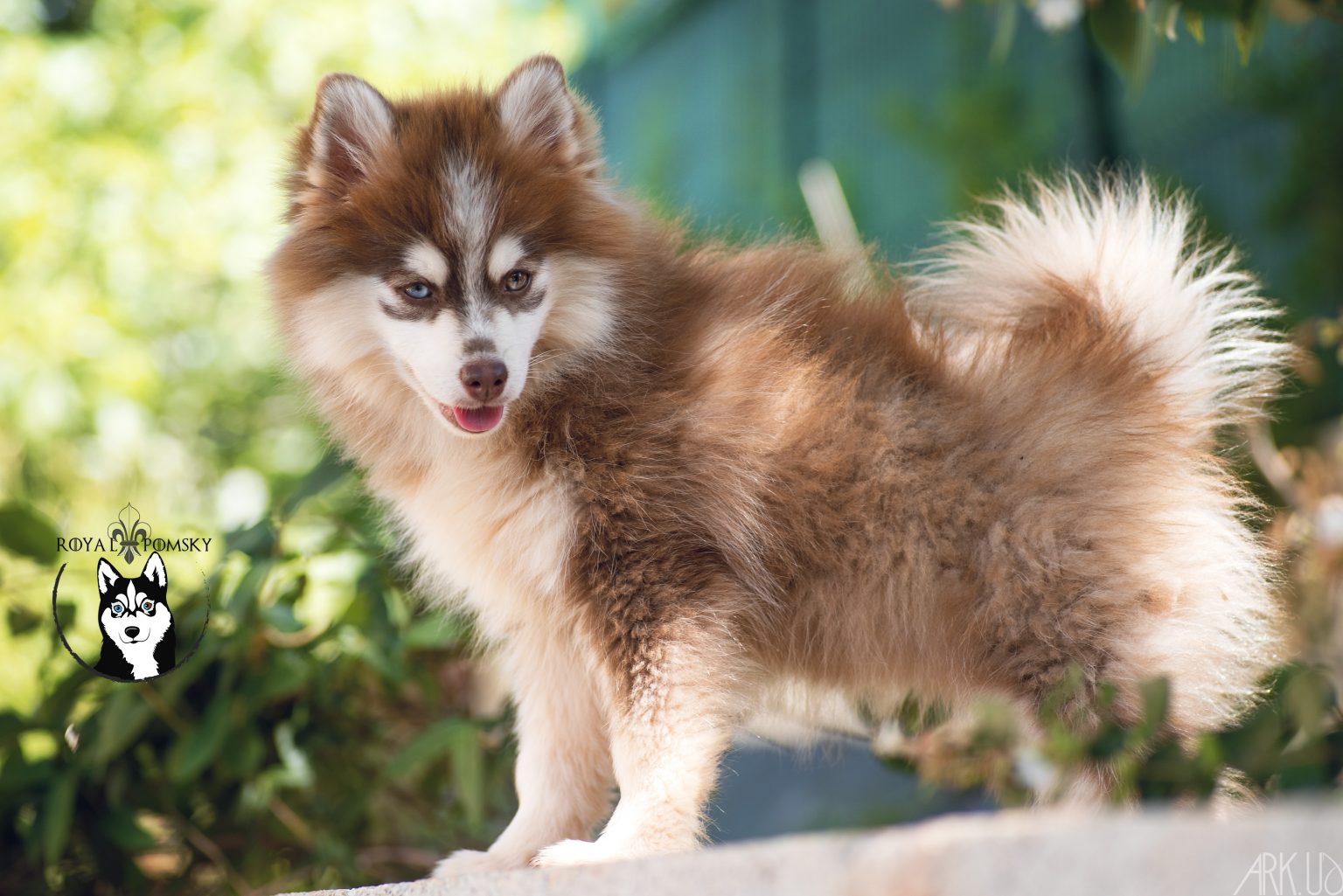 🐺ELEVAGE DE POMSKY - Royal POMSKY 👑 Elevage de Pomsky - Réservation de ...