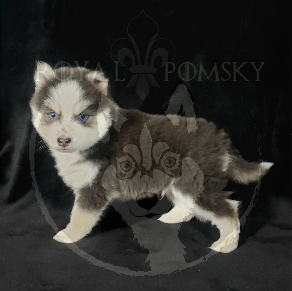 GALERIE PHOTO - Elevage de Pomsky - Réservation de chiots Pomsky ...