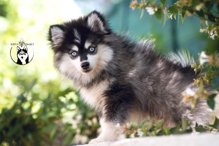 contact - Elevage de Pomsky - Réservation de chiots Pomsky - Royal Pomsky