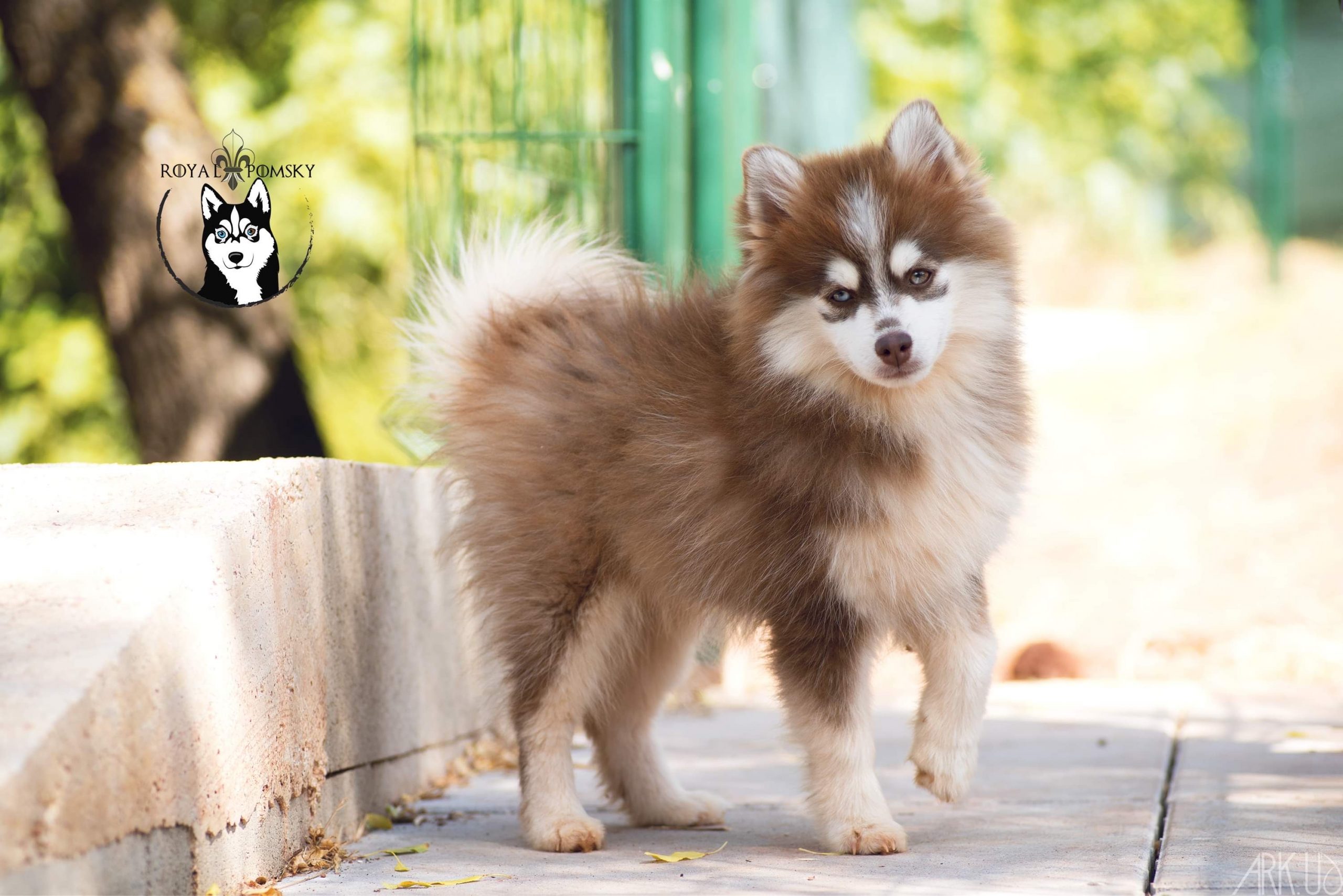 FEMELLES POMSKY - Elevage de Pomsky - Réservation de chiens Pomsky ...