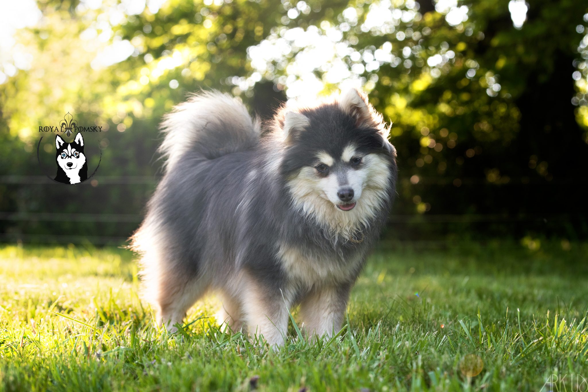 NOS POMSKY - Elevage de Pomsky - Réservation de chiots Pomsky - Royal ...