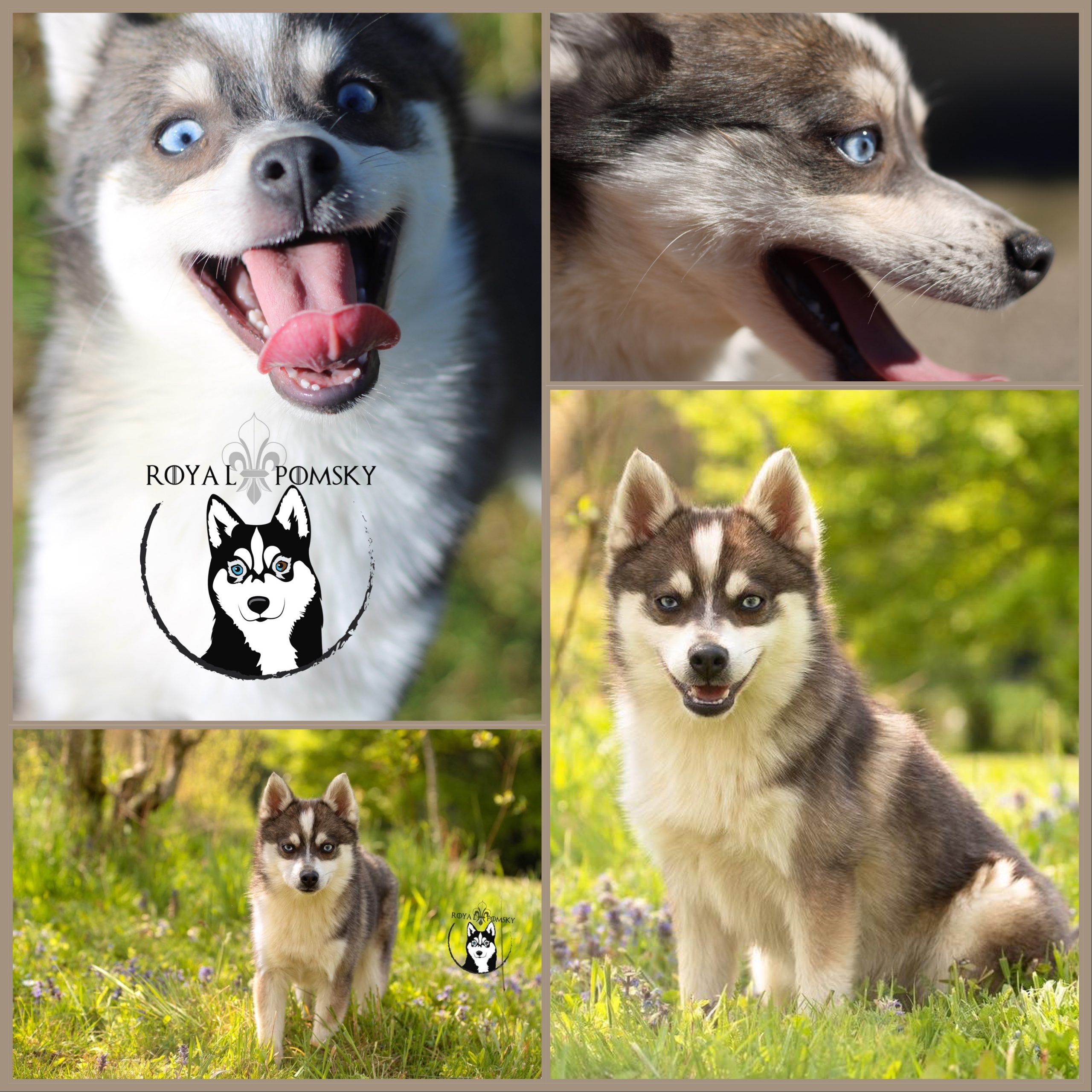NOS POMSKY - Elevage de Pomsky - Réservation de chiots Pomsky - Royal ...