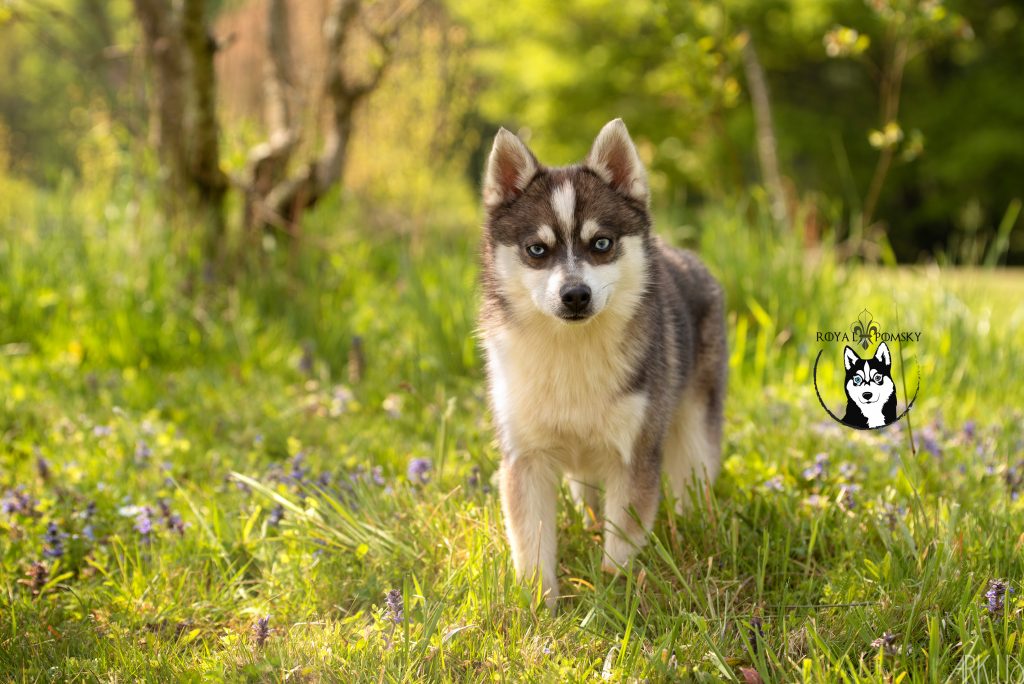 Elevage Pomsky - Reservation de chiens Pomsky 🐺
