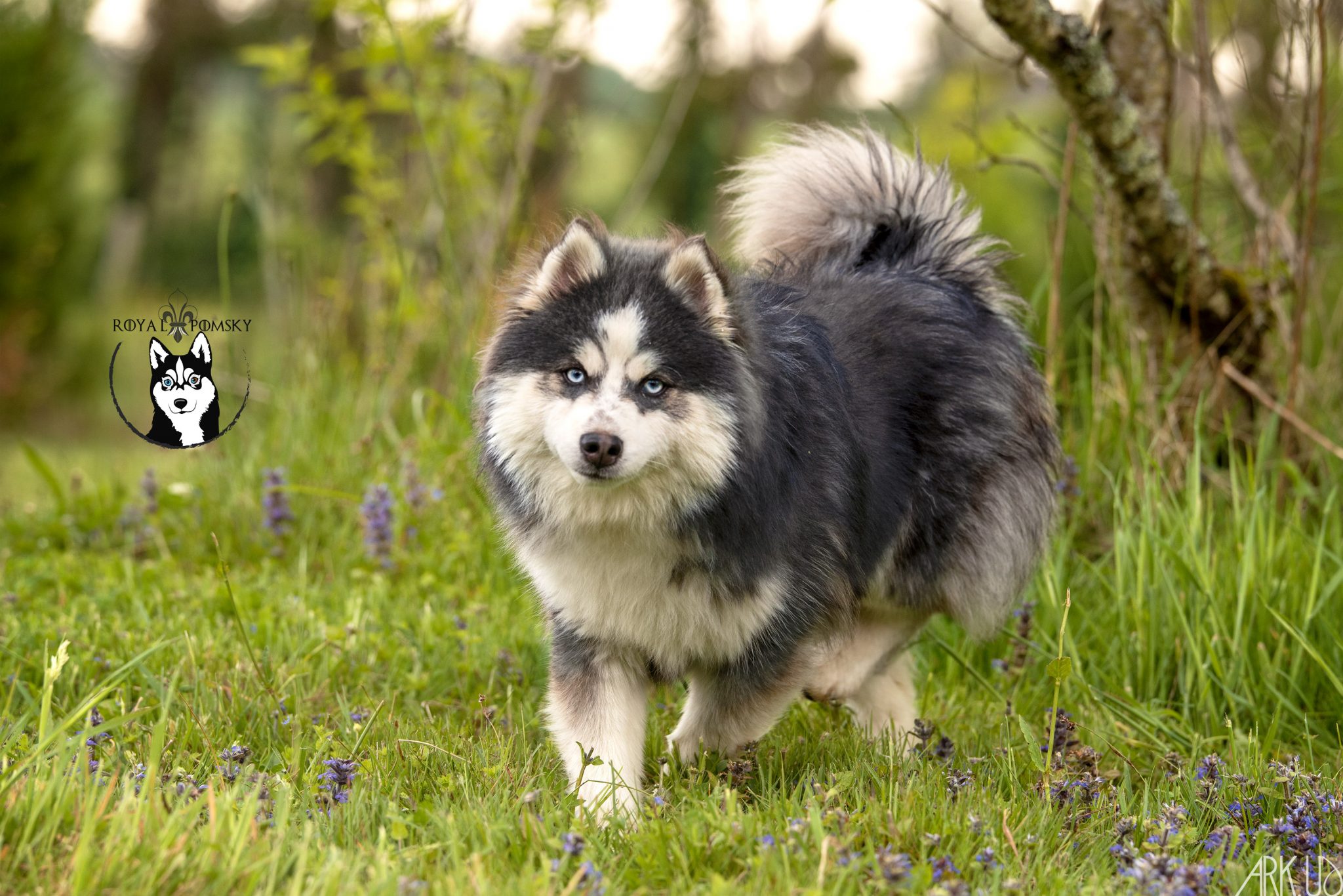 NOS POMSKY - Elevage de Pomsky - Réservation de chiots Pomsky - Royal ...