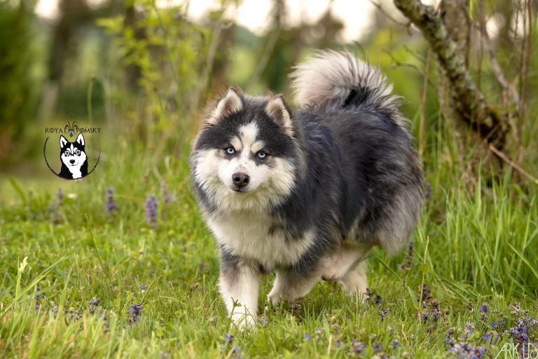 NOS POMSKY - Elevage de Pomsky - Réservation de chiots Pomsky - Royal ...