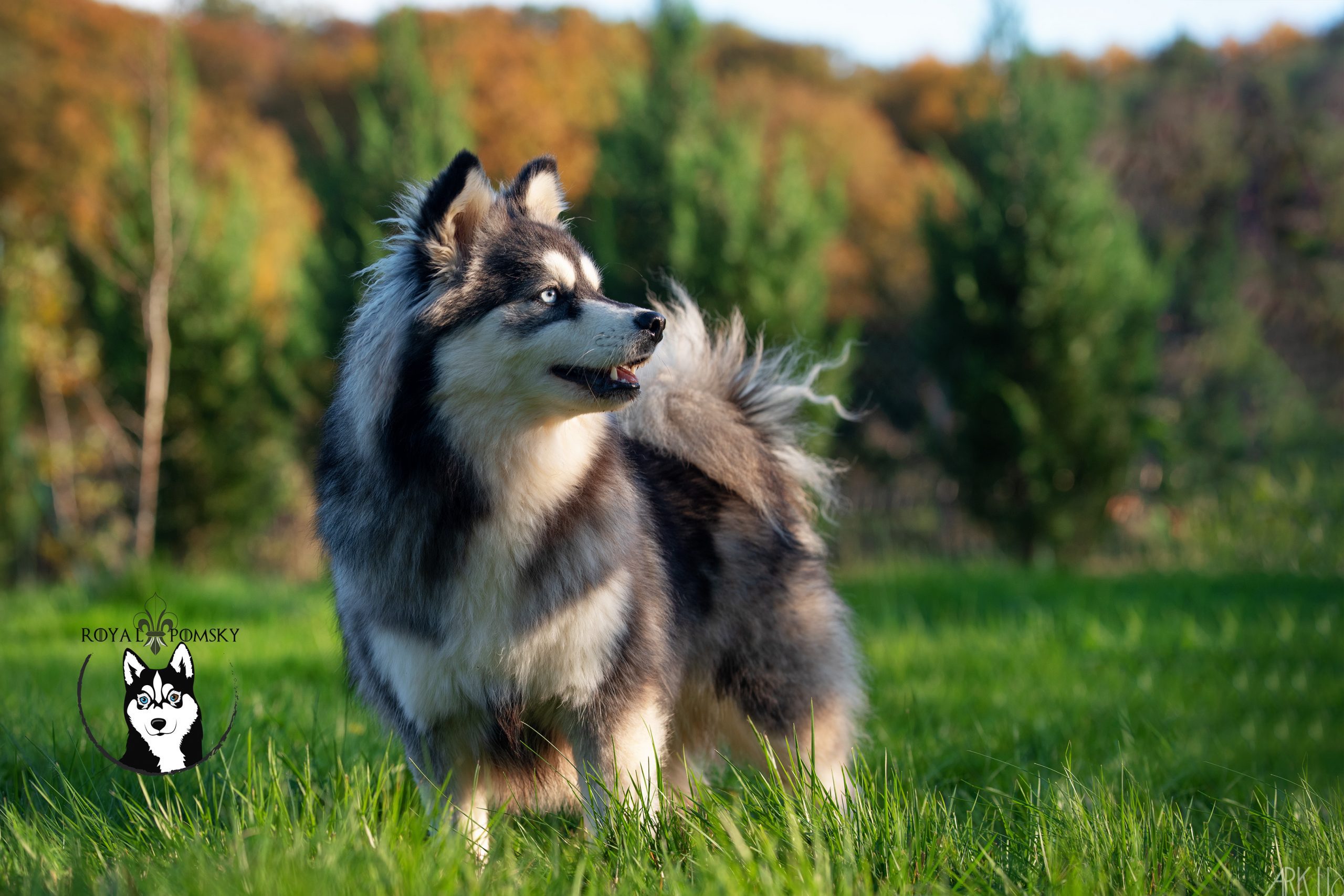 FEMELLES POMSKY - Elevage de Pomsky - Réservation de chiens Pomsky ...