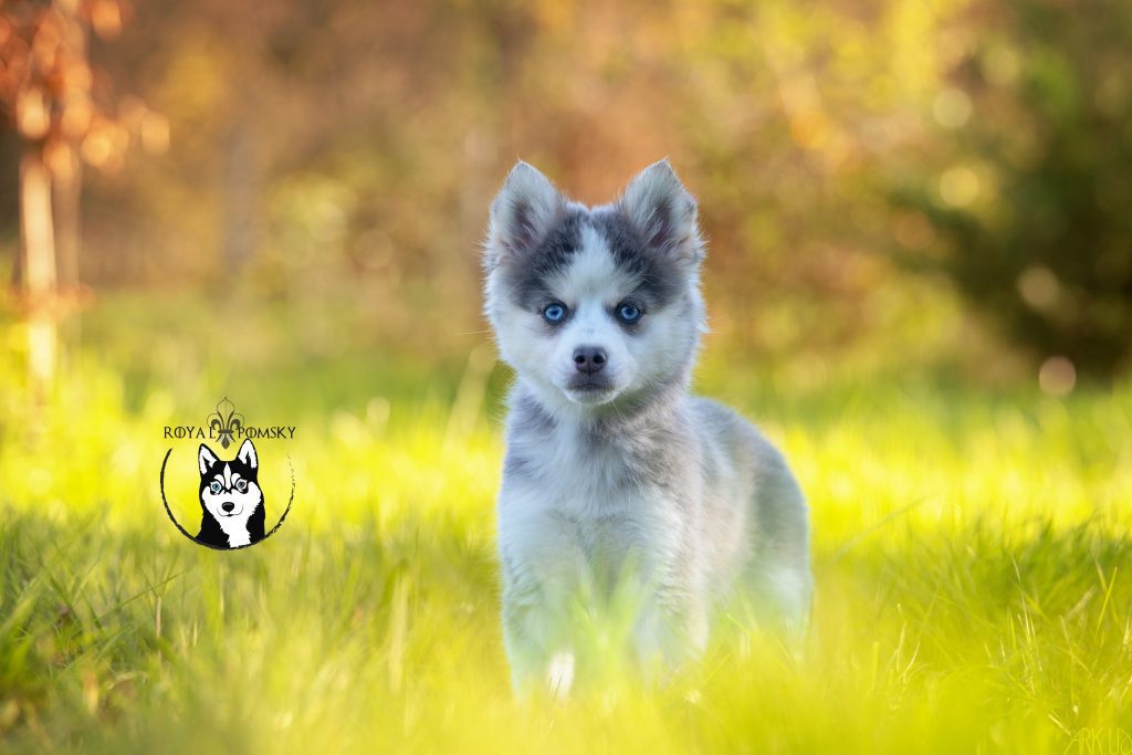 Elevage Pomsky 🐺 Reservation de chiens Pomsky