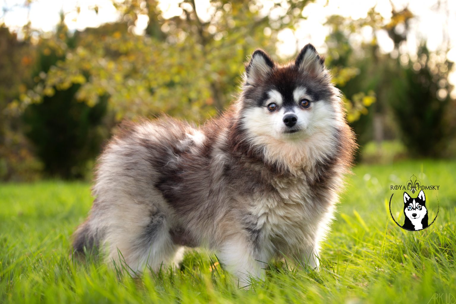 NOS POMSKY - Elevage de Pomsky - Réservation de chiots Pomsky - Royal ...
