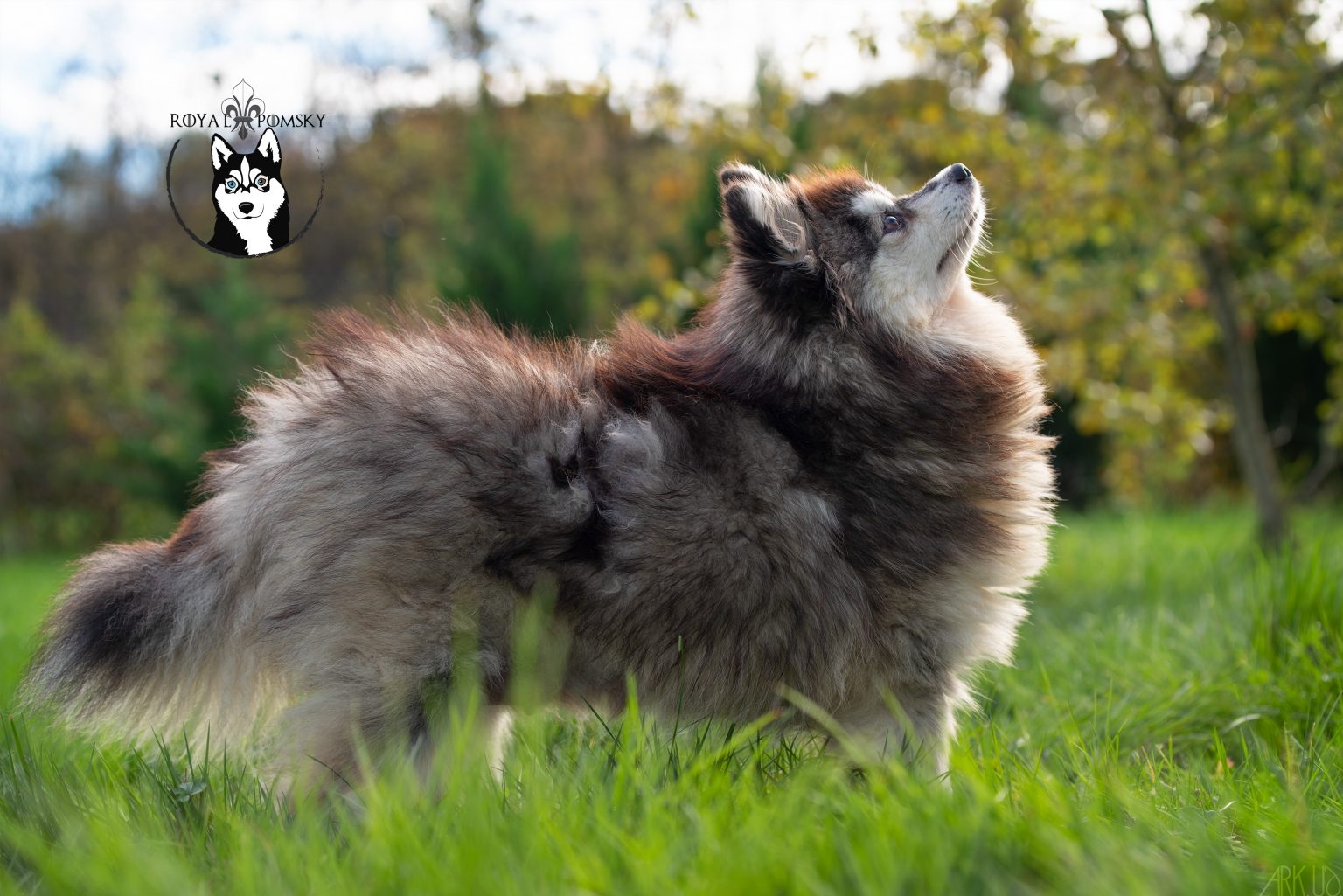 NOS POMSKY - Elevage de Pomsky - Réservation de chiots Pomsky - Royal ...