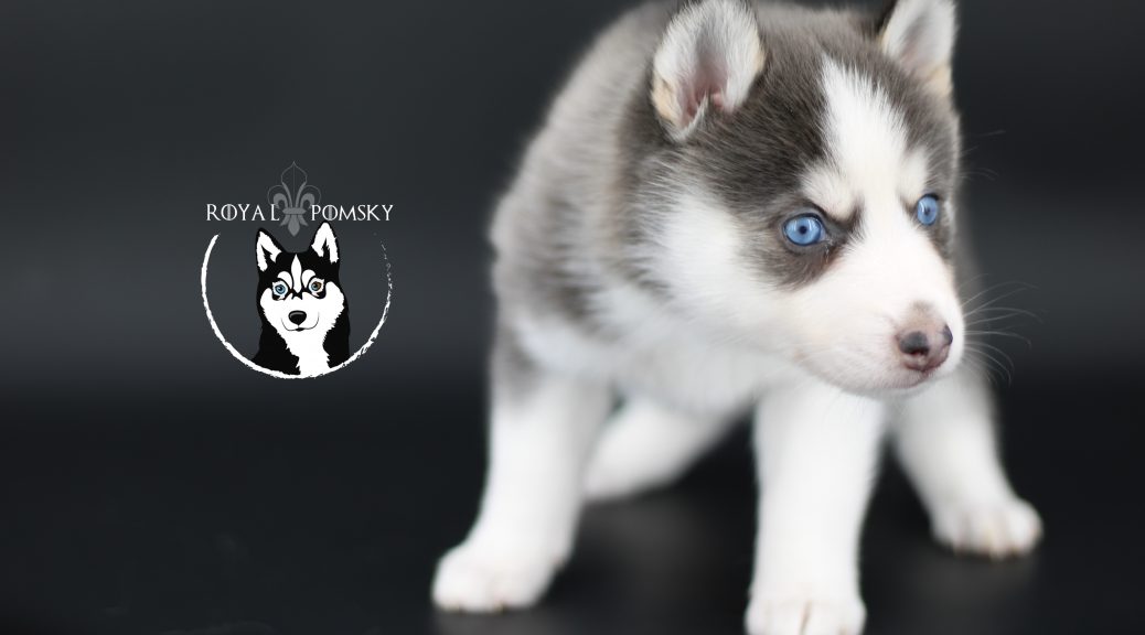 Le Pomsky Adulte : Tout ce que Vous Devez Savoir sur cette Race Unique ...