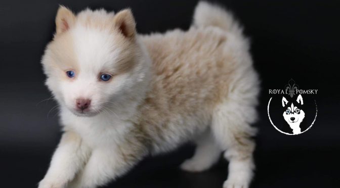 Pomsky Beige aux Yeux Bleus : Découverte de cette Incroyable Variété de ...