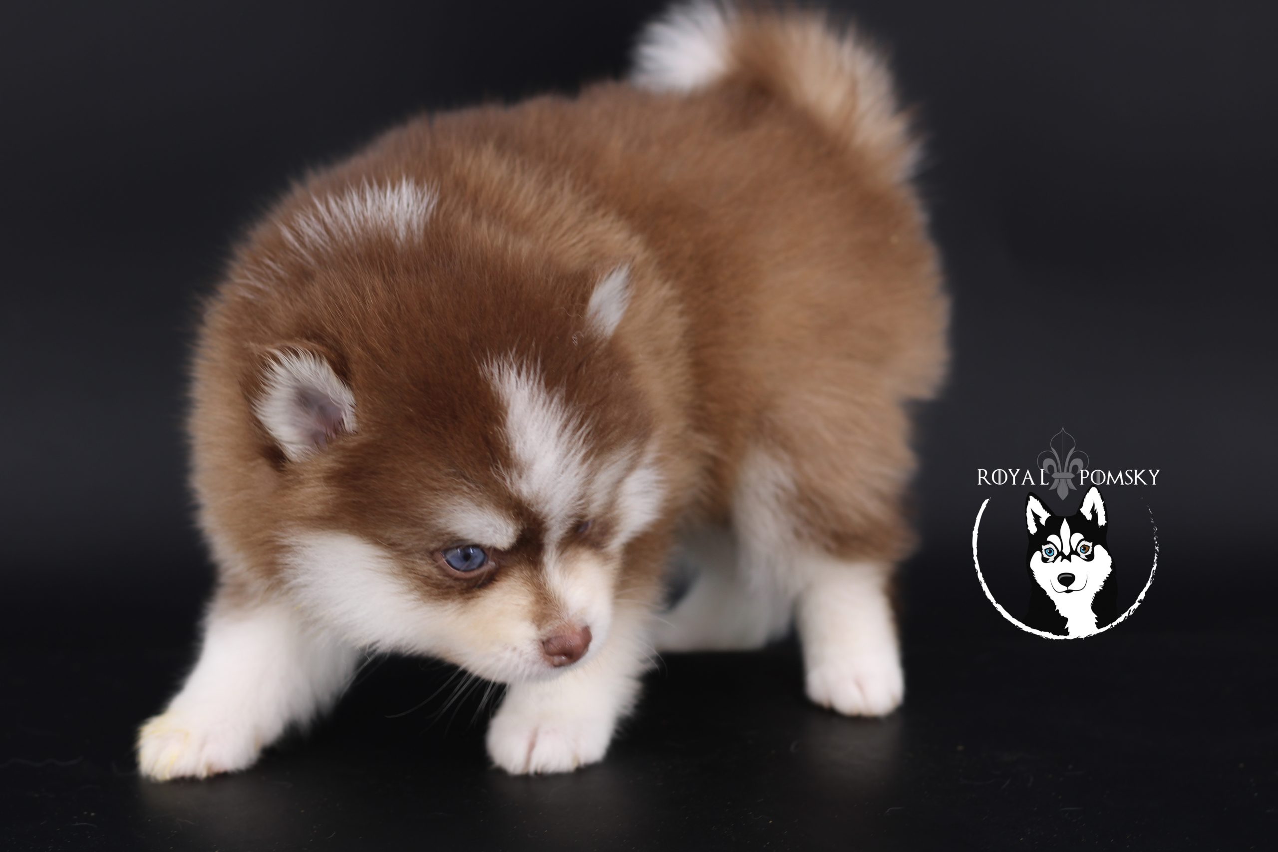 Pomsky Prix : Guide Complet pour Comprendre le Coût d'Adoption et d ...