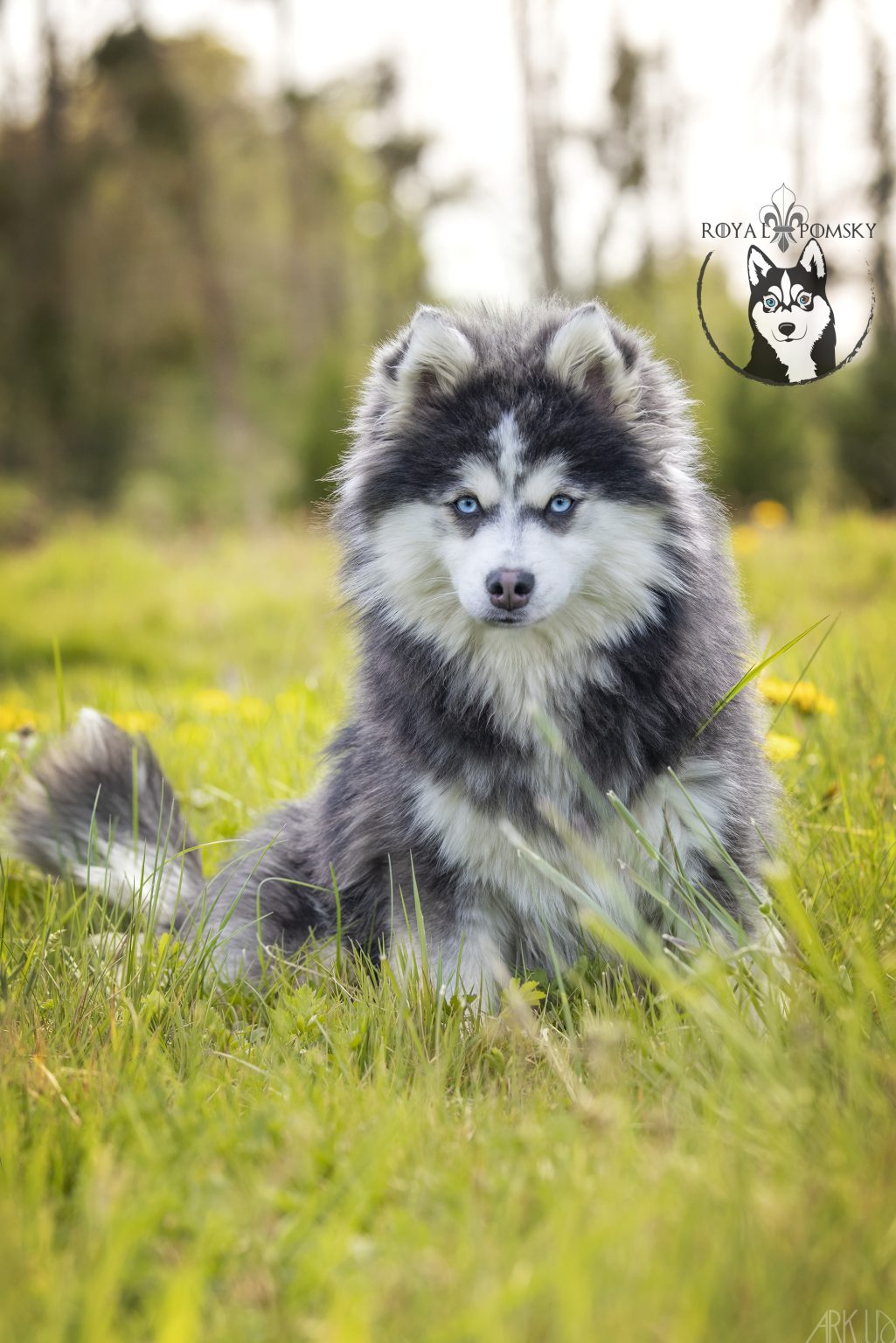 NOS POMSKY - Elevage de Pomsky - Réservation de chiots Pomsky - Royal ...