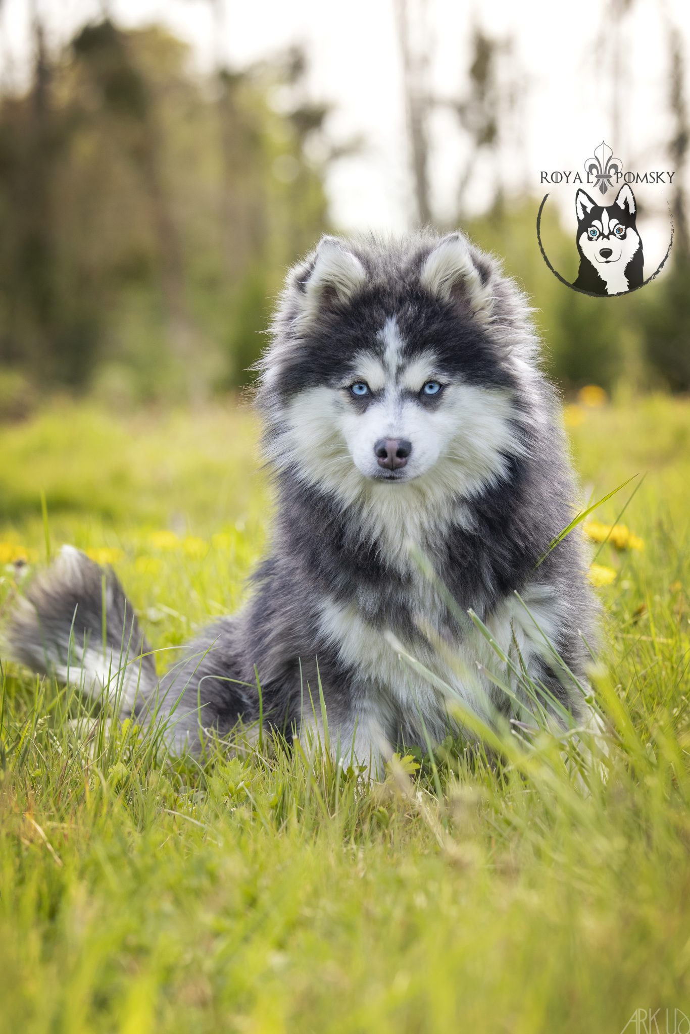 NOS POMSKY - Elevage de Pomsky - Réservation de chiots Pomsky - Royal ...