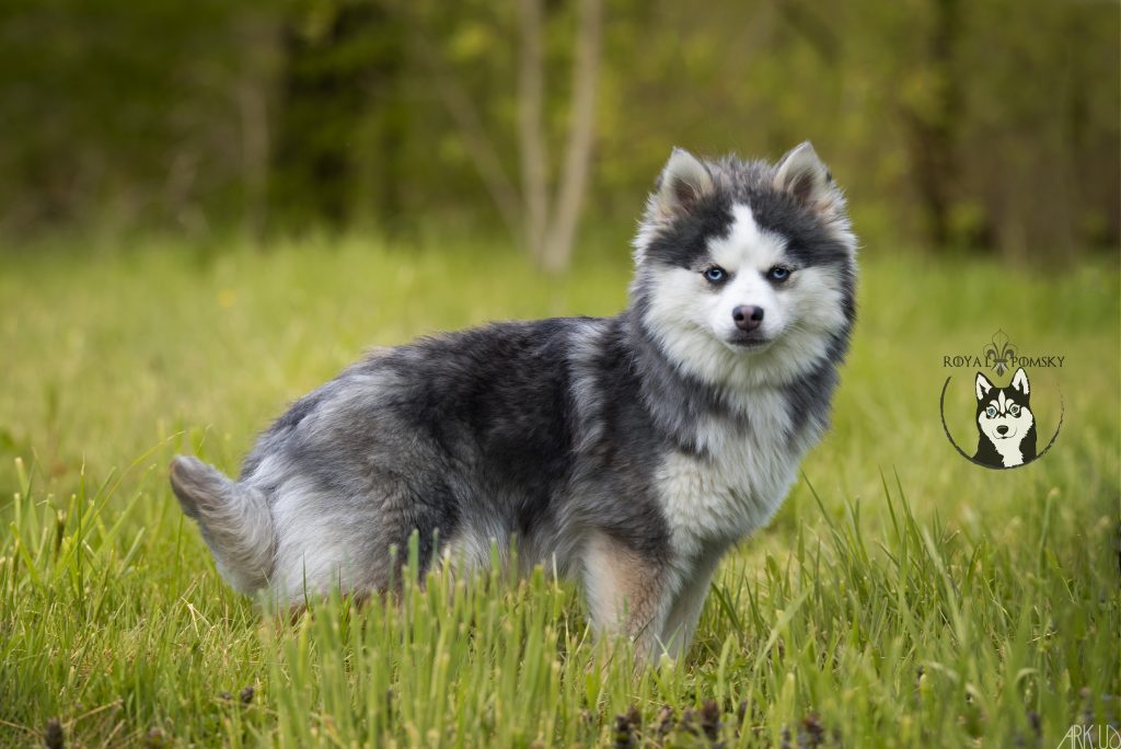 Elevage Pomsky 🐺 Reservation de chiens Pomsky