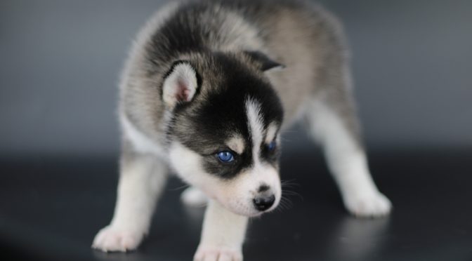 Pomsky à Vendre : Comment Choisir le Bon Éleveur et le Chiot Parfait ...
