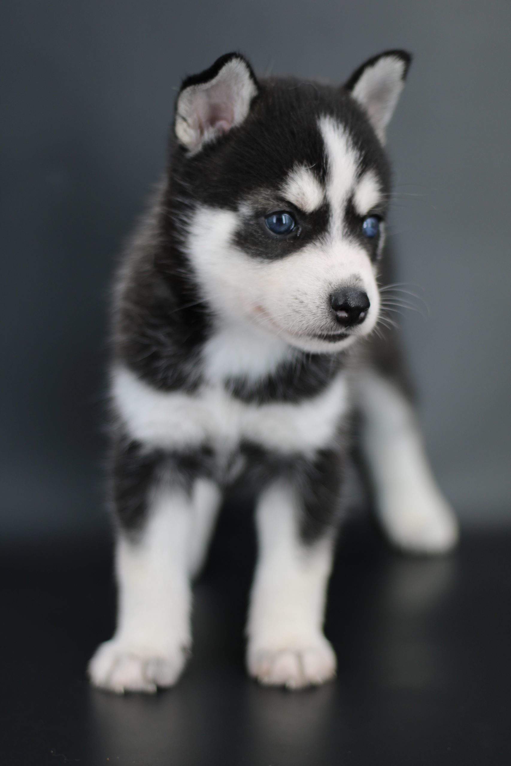 GALERIE PHOTO - Elevage de Pomsky - Réservation de chiots Pomsky ...