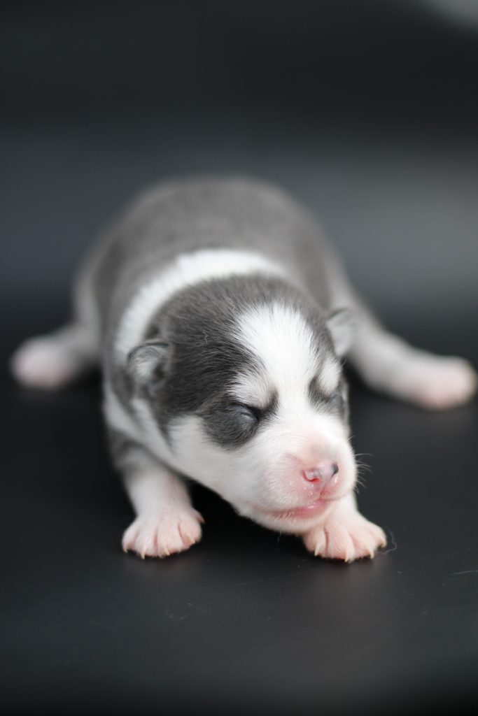 CHIOT POMSKY DISPONIBLE - Elevage de Pomsky - Réservation de chiots ...