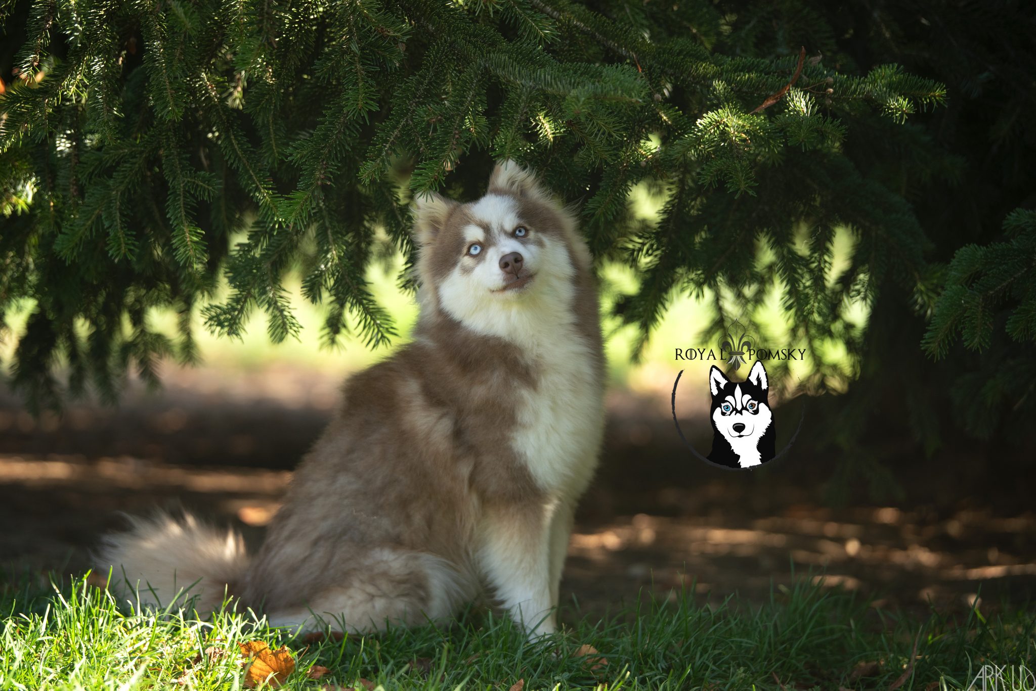 NOS POMSKY - Elevage de Pomsky - Réservation de chiots Pomsky - Royal ...