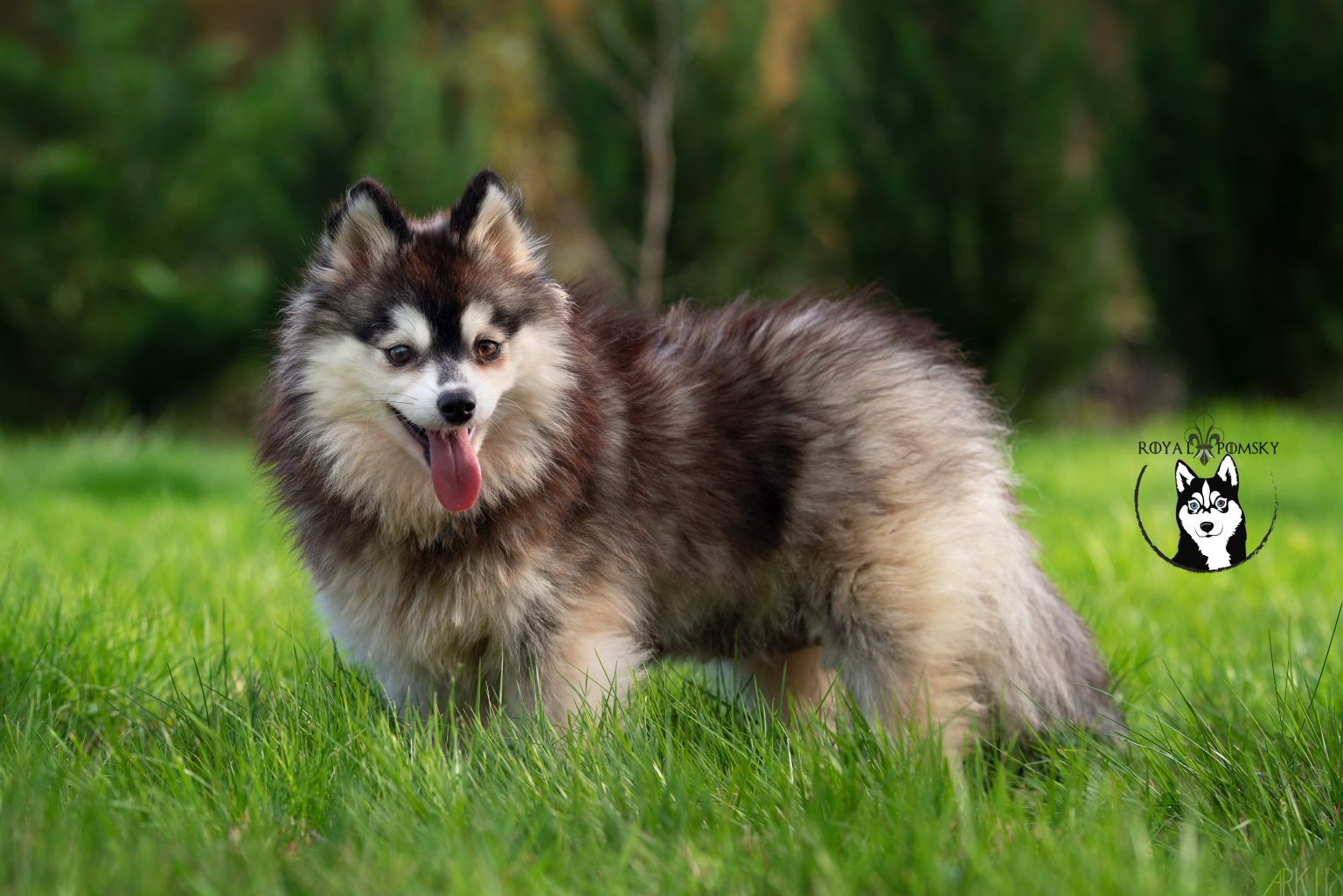 NOS POMSKY - Elevage de Pomsky - Réservation de chiots Pomsky - Royal ...