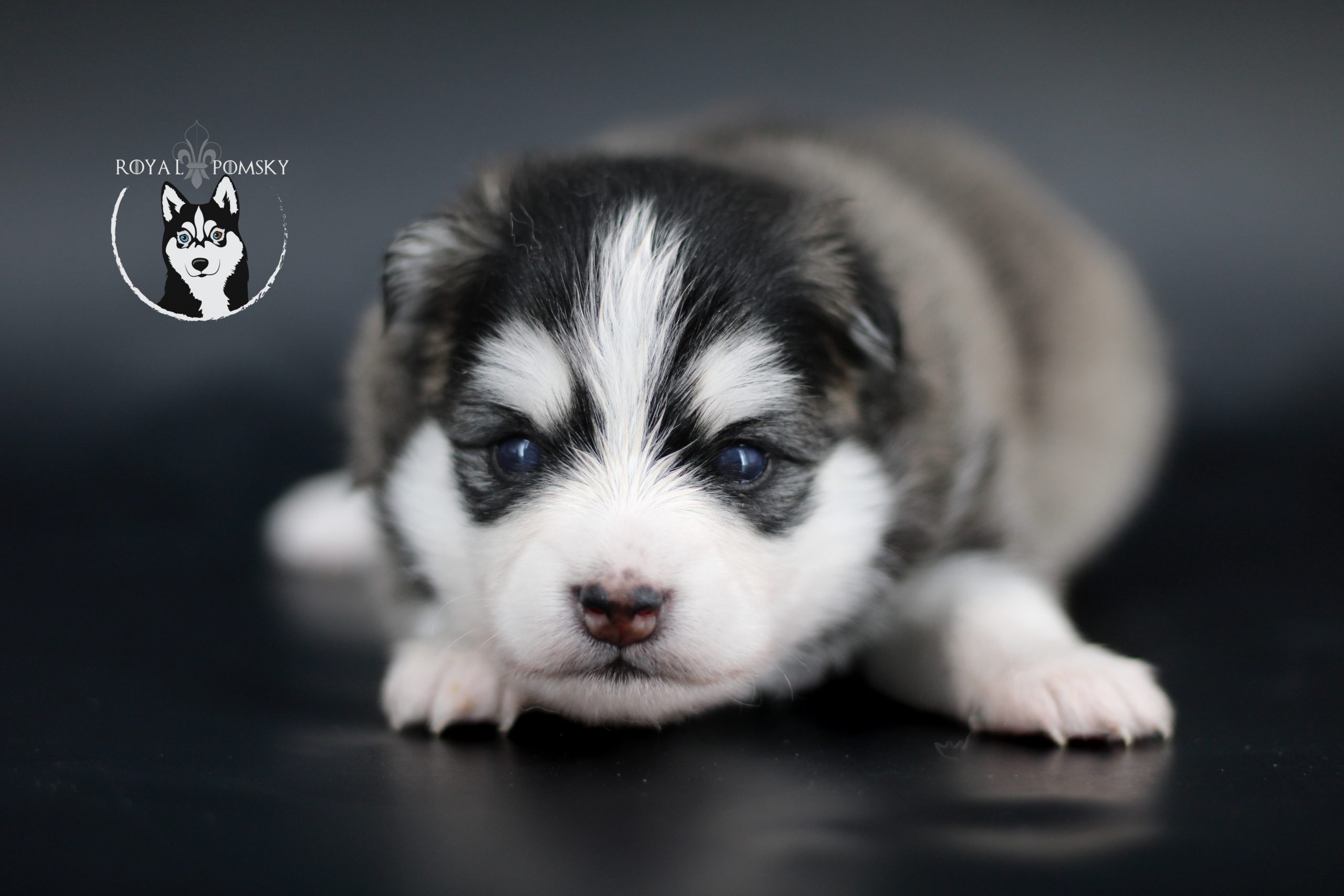 CHIOT POMSKY DISPONIBLE - Elevage de Pomsky - Réservation de chiots ...