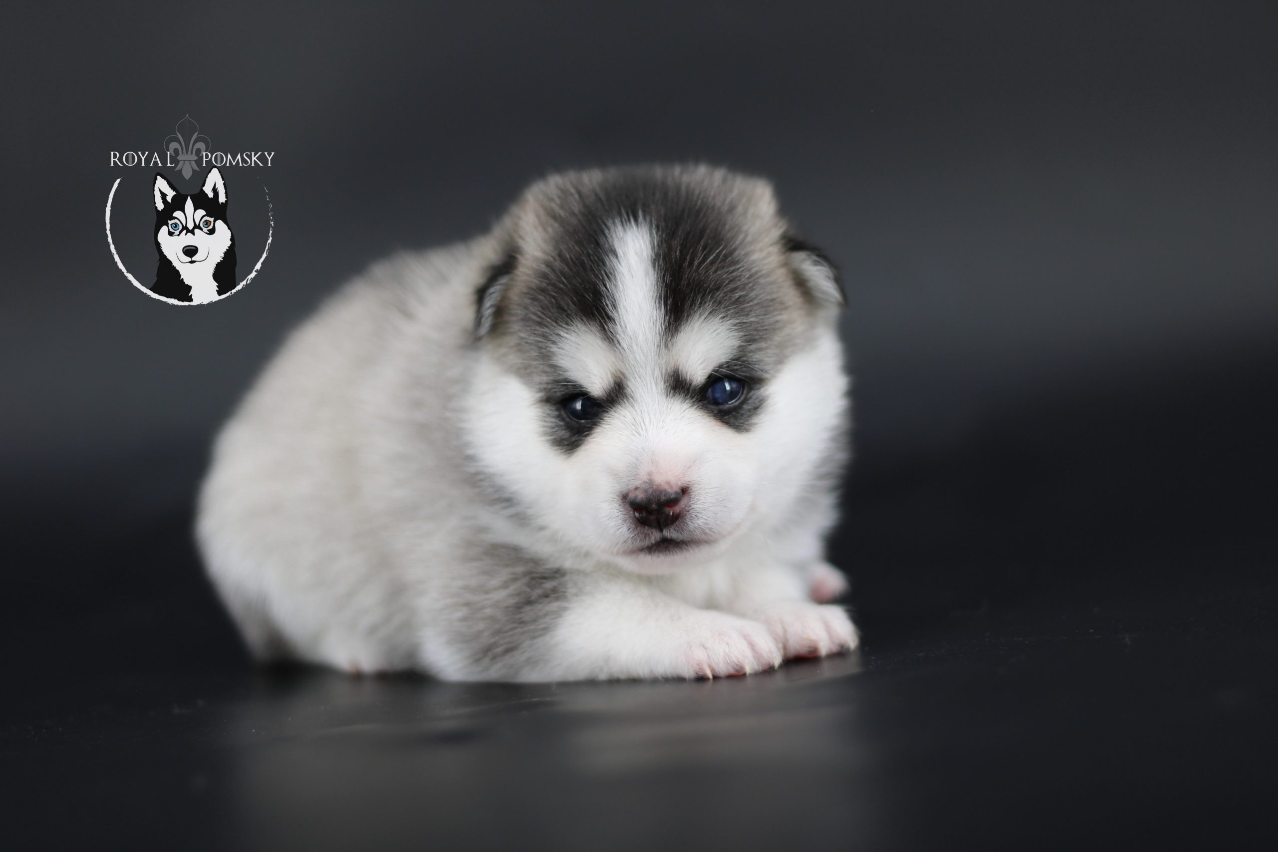 CHIOT POMSKY DISPONIBLE - Elevage de Pomsky - Réservation de chiots ...