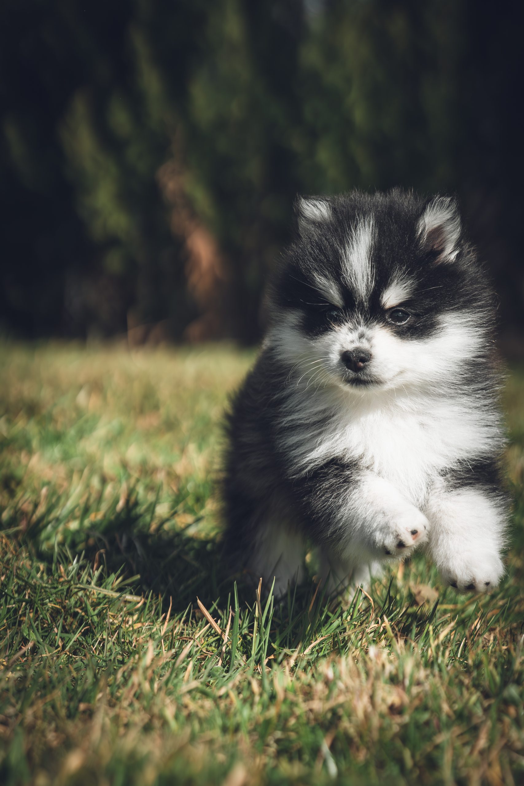CHIOT POMSKY DISPONIBLE - Elevage de Pomsky - Réservation de chiots ...