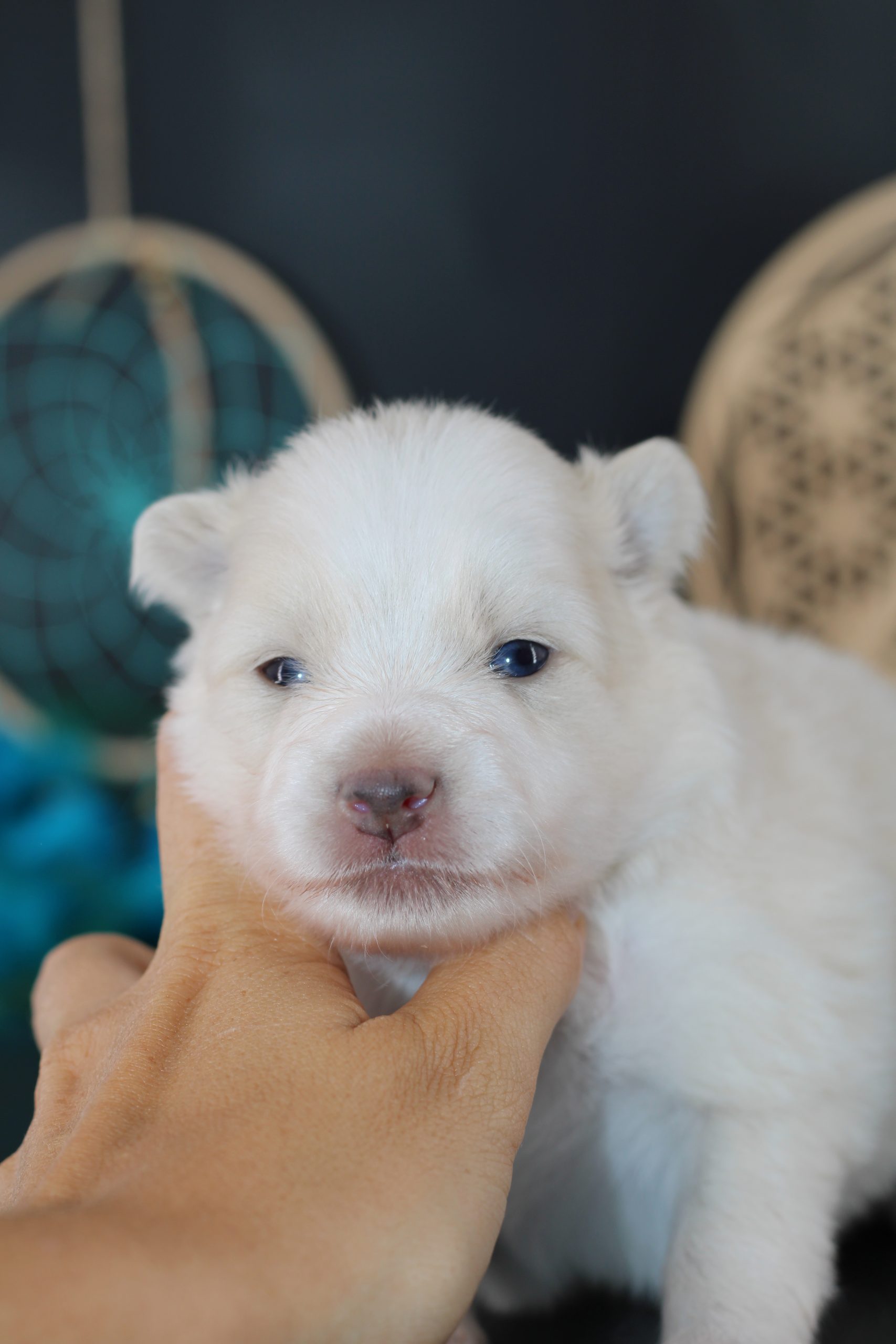 CHIOT POMSKY DISPONIBLE - Elevage de Pomsky - Réservation de chiots ...